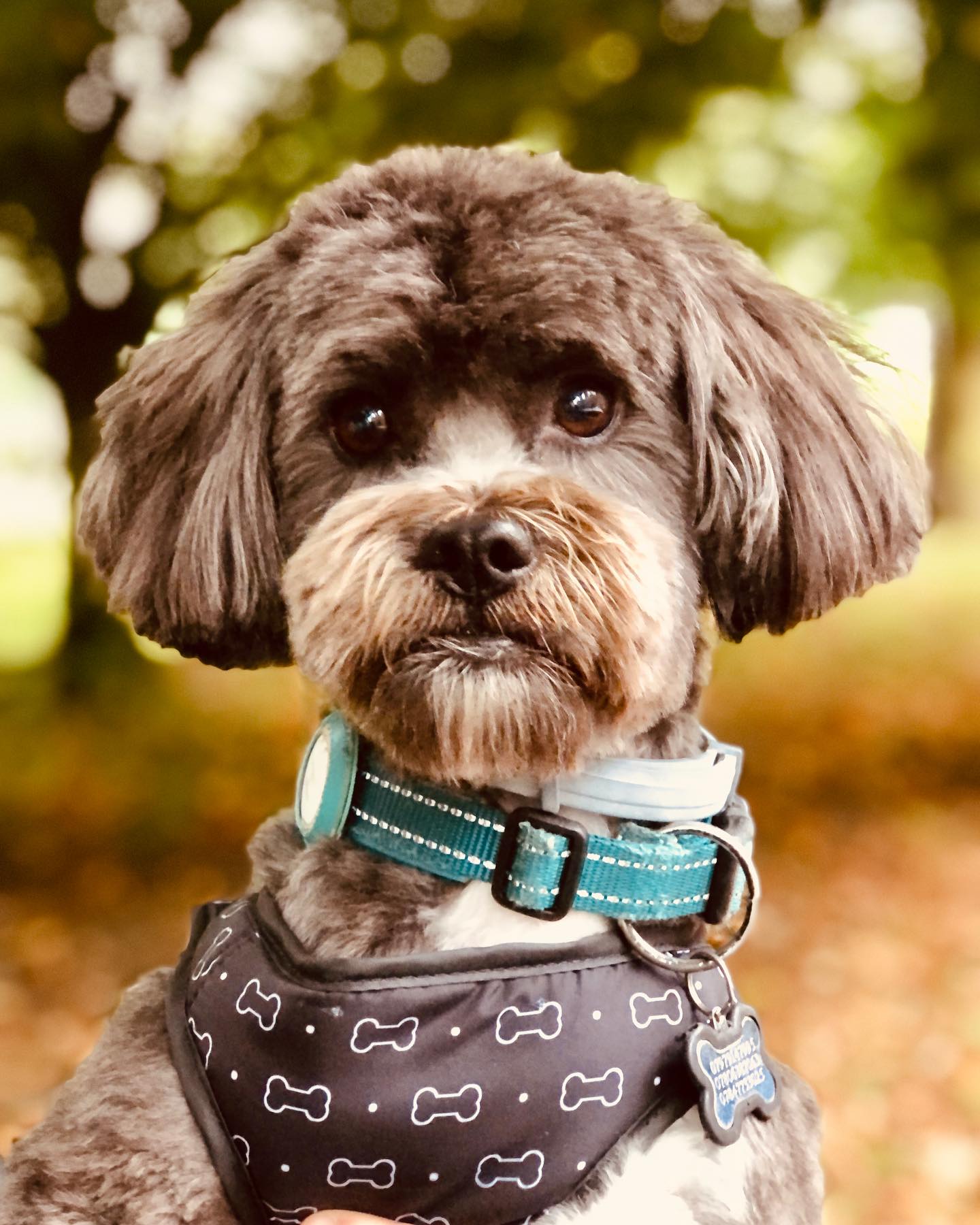 Pet Travel Blog & News - Pawsome Pet Travel